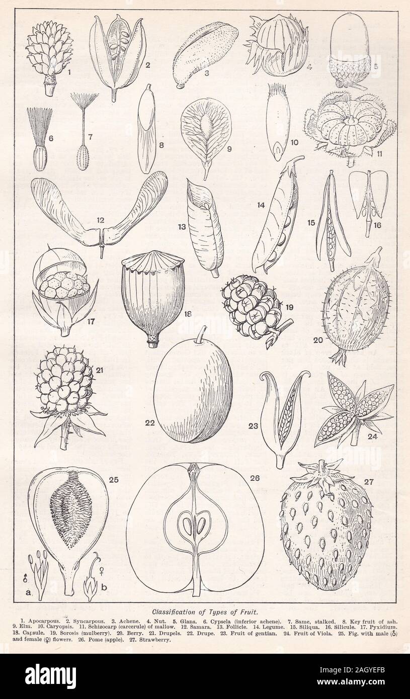 Cypsela inferior achene hi-res stock photography and images - Alamy