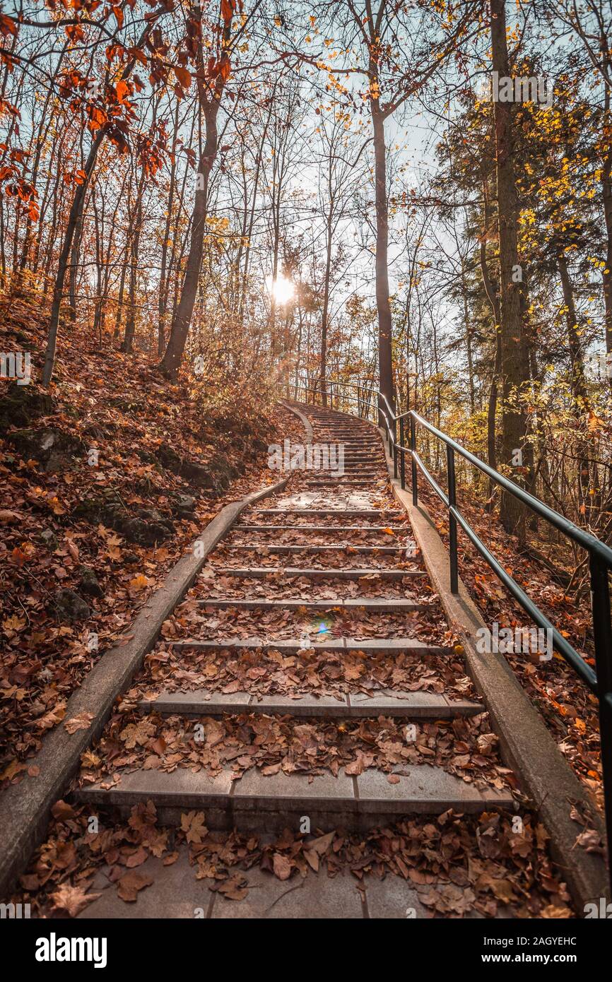 Path in natural park with autumn trees. Sunny autumn picturesque forest ...
