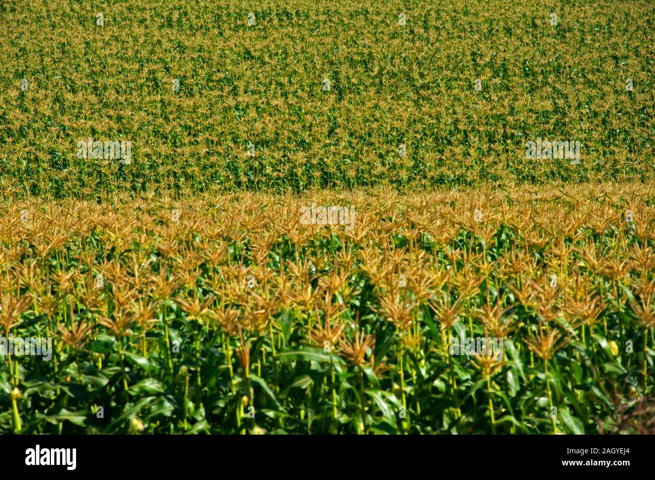 Big corn field hi-res stock photography and images - Alamy