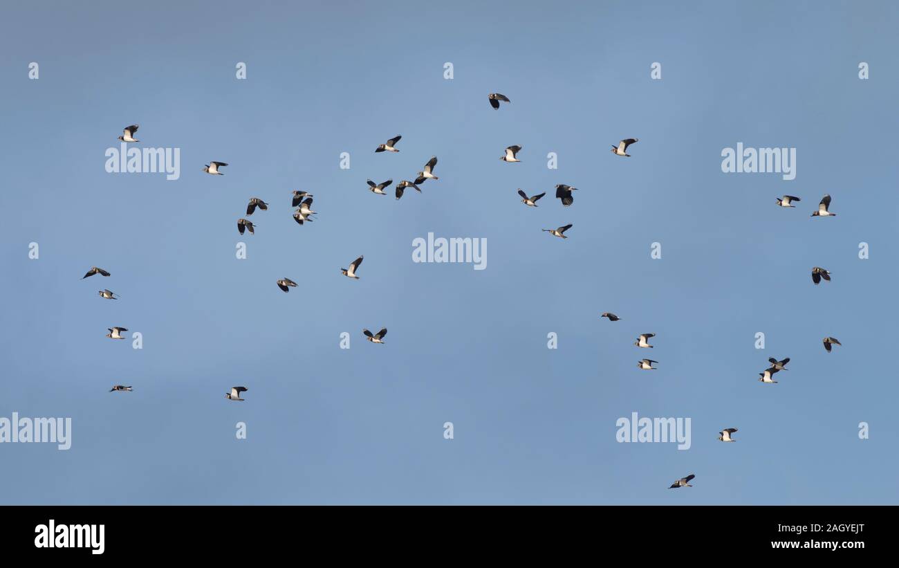 Northern lapwing flock hi-res stock photography and images - Alamy