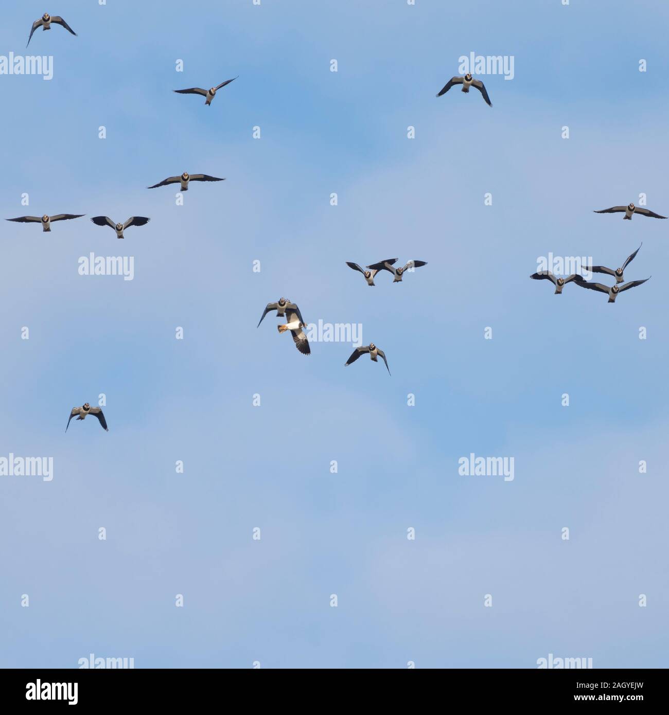 Lapwing in a winter sky hi-res stock photography and images - Alamy