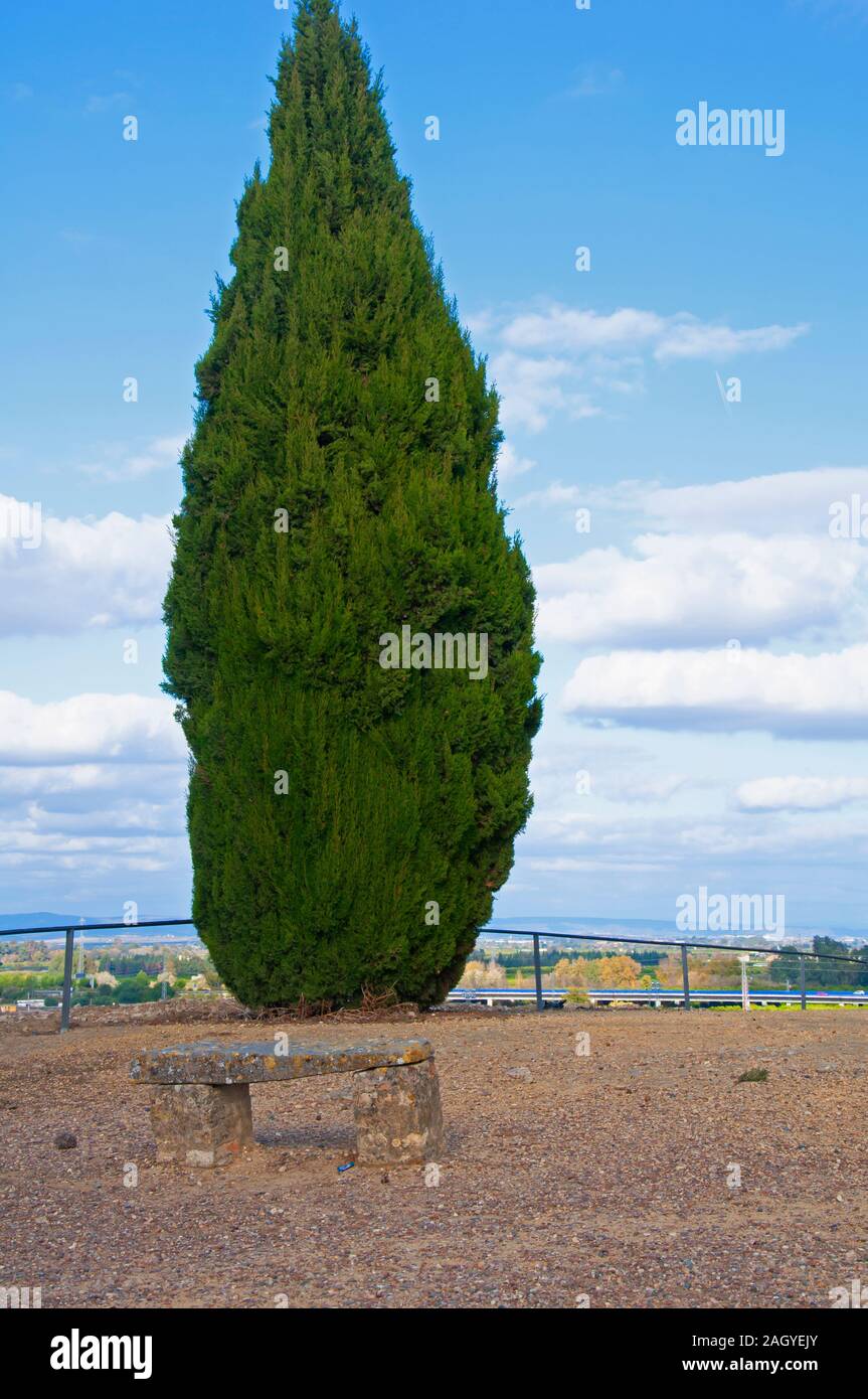 Big green cypress tree and small stone bench in the roman city Italica ...