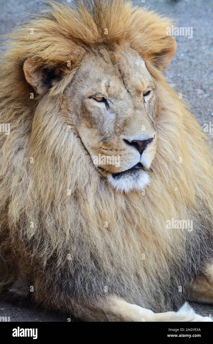 Old lions hi-res stock photography and images - Alamy