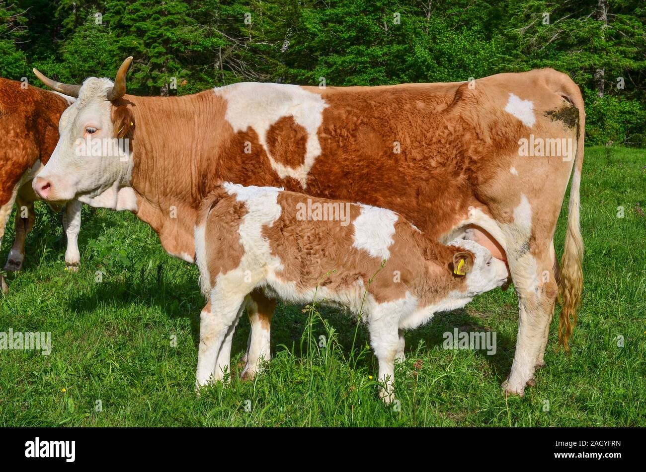 Nursing cow hi-res stock photography and images - Alamy
