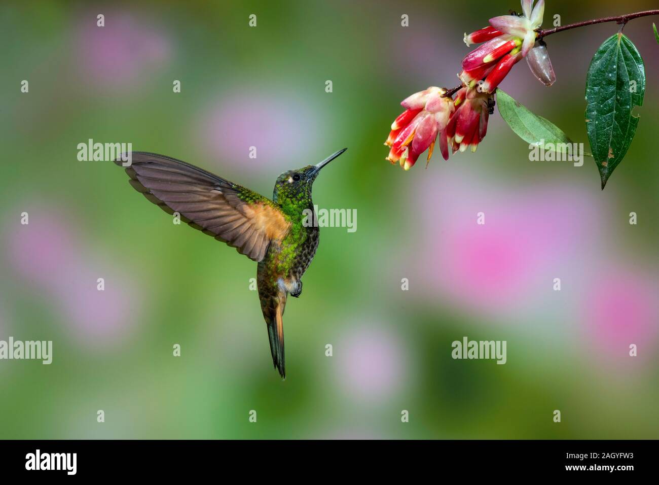 Buff-tailed Coronet Boissonneaua flavescens Tandayapa, Ecuador 5 ...