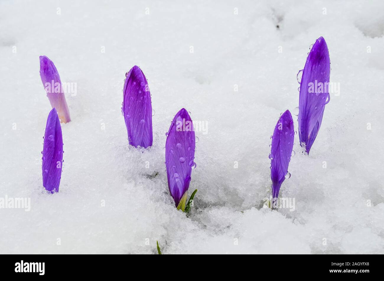 Purple crocuses in the snow hi-res stock photography and images - Alamy