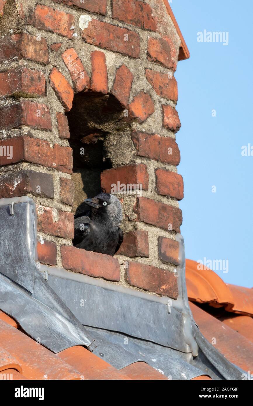 A portrait of a crow sitting in its nest which it made inside of a ...