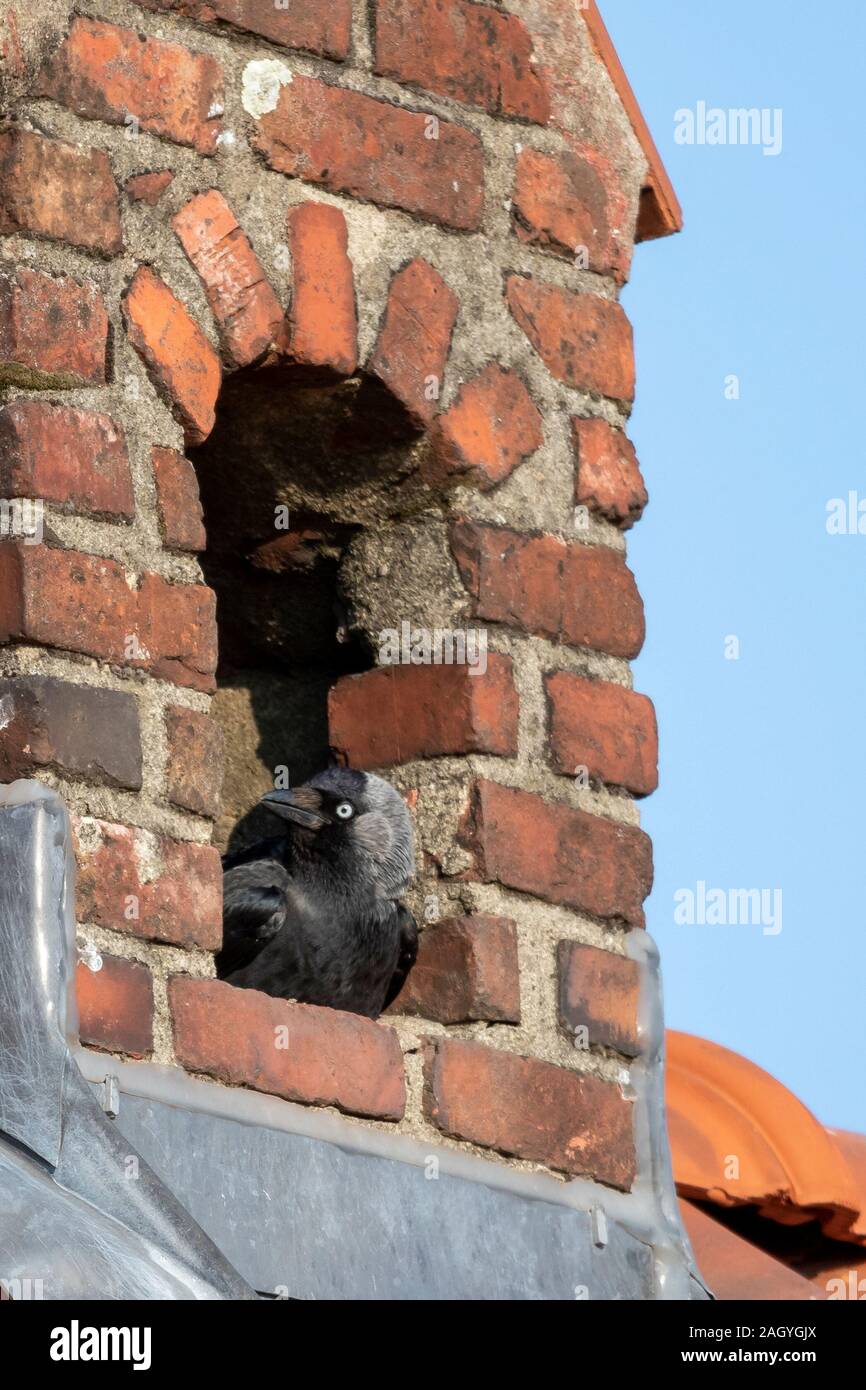A close up portrait of a crow sitting in its nest which it made inside ...
