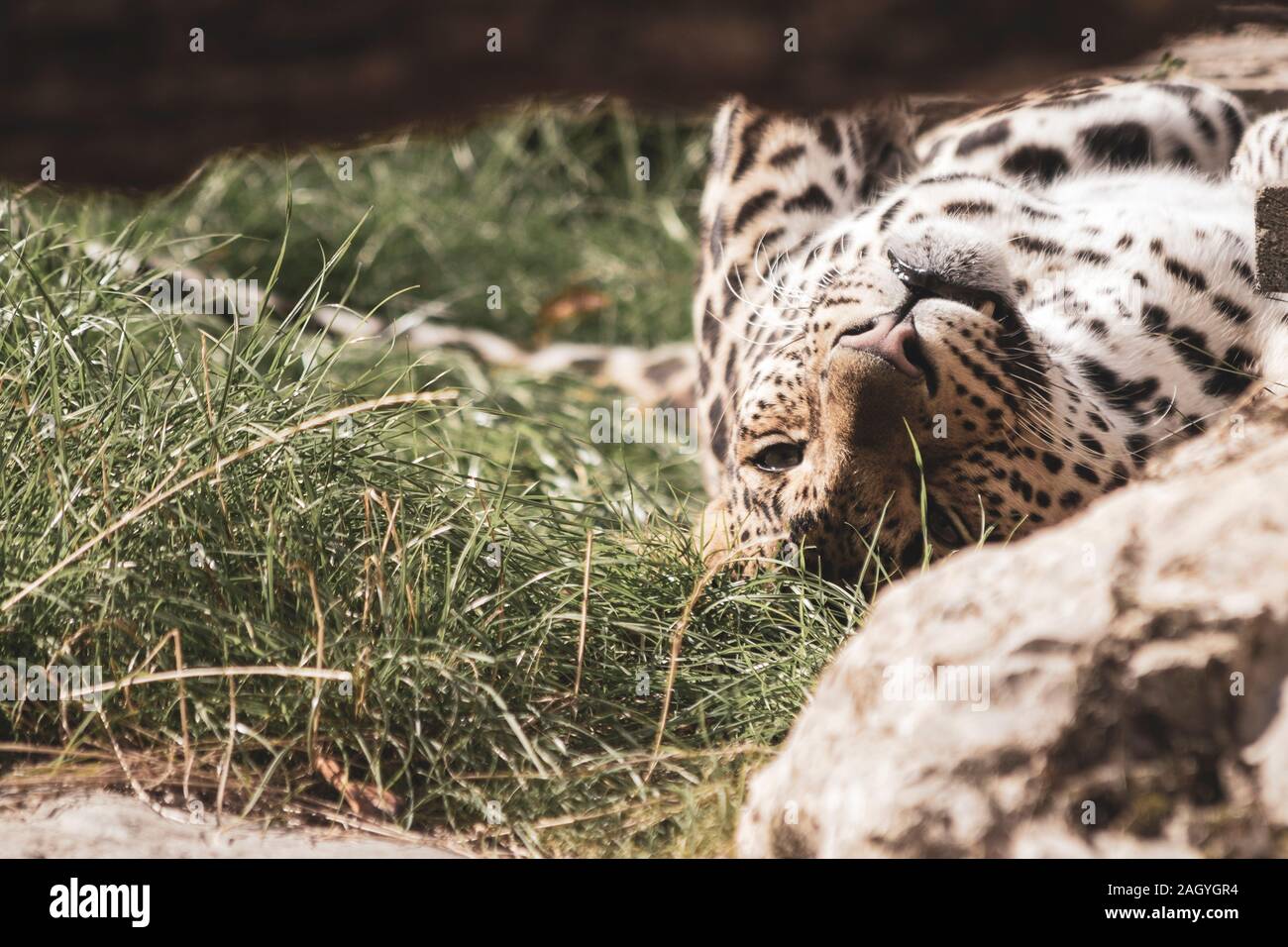 Black panther in grass hi-res stock photography and images - Alamy