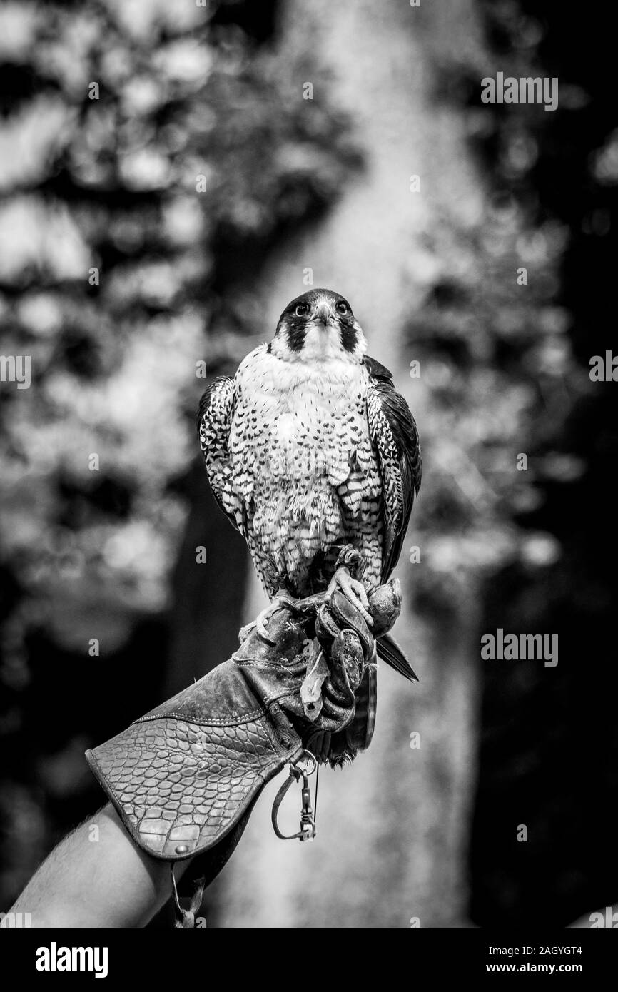 A black and white portrait of a peregrine falcon sitting on a leather ...