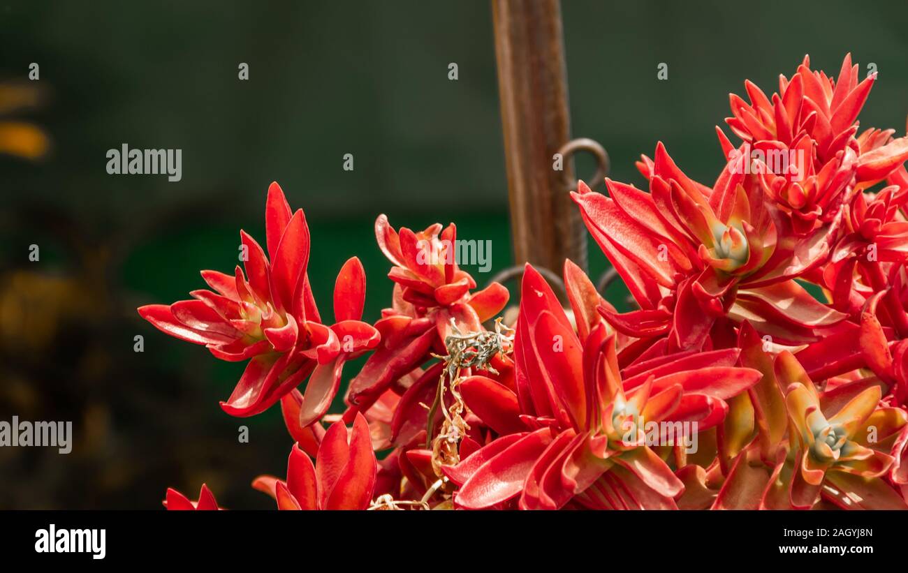 Flor roja hi-res stock photography and images - Alamy