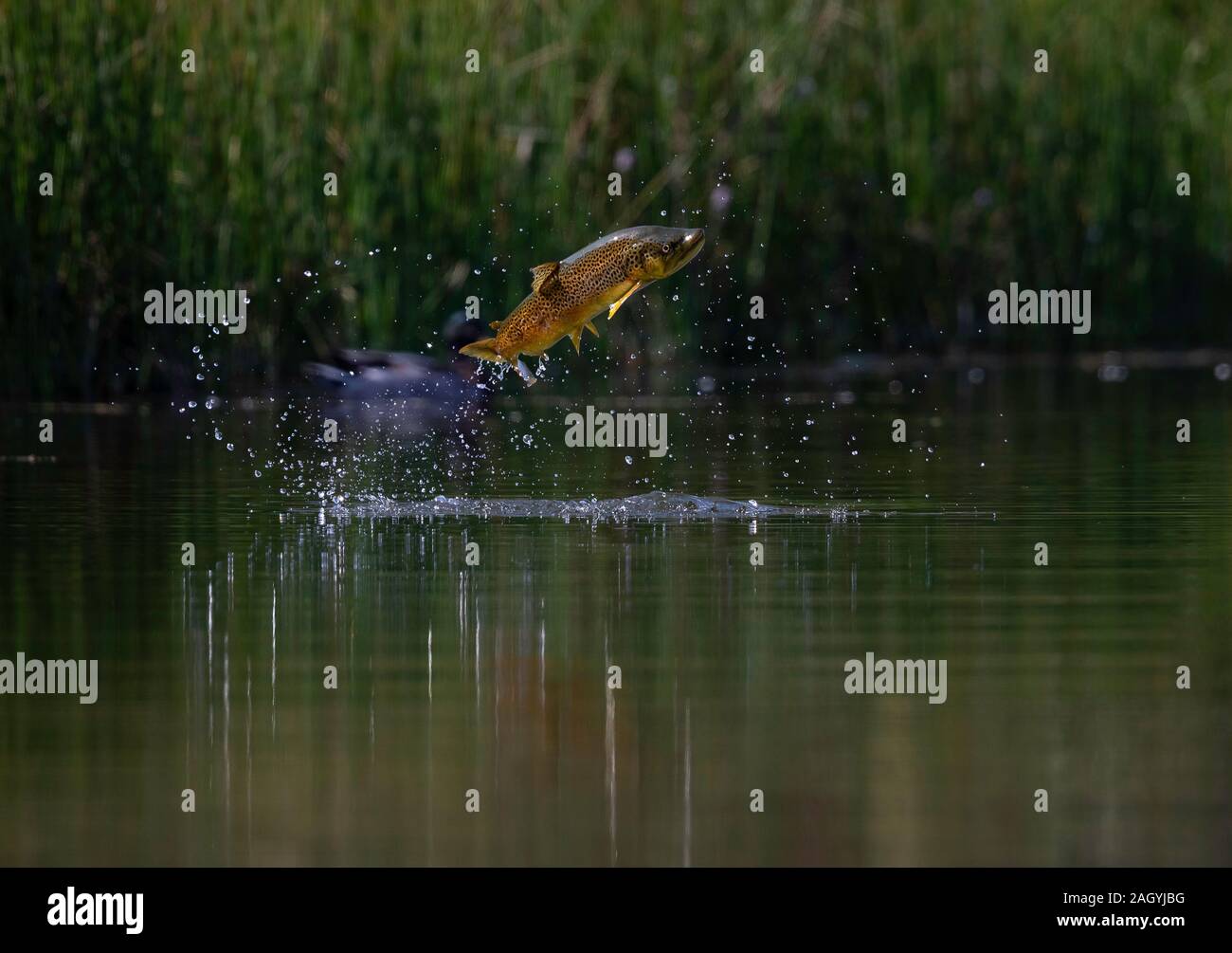 Brown trout, Salmo trutta, leaping out of the water as they try to feed ...