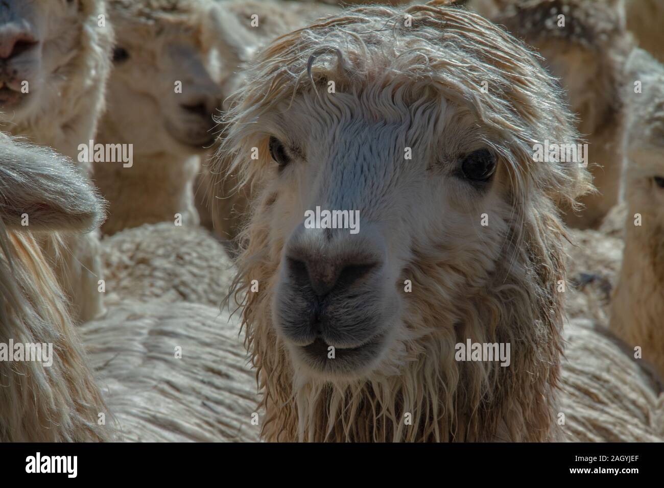 Llamas de la sierra del Perú Stock Photo - Alamy