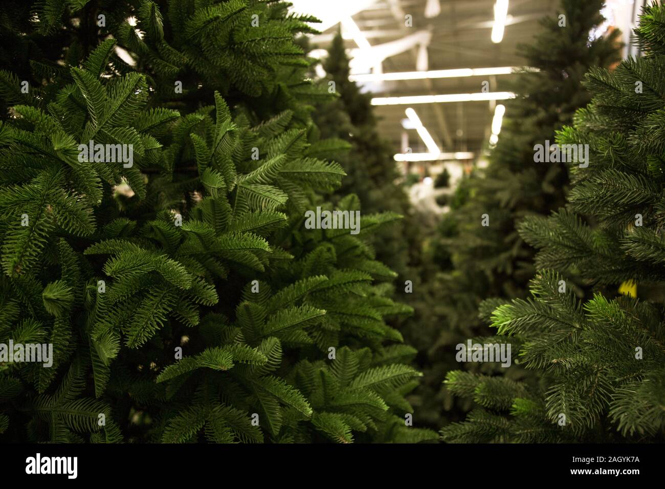 Christmas trees for sale in the shop Stock Photo - Alamy