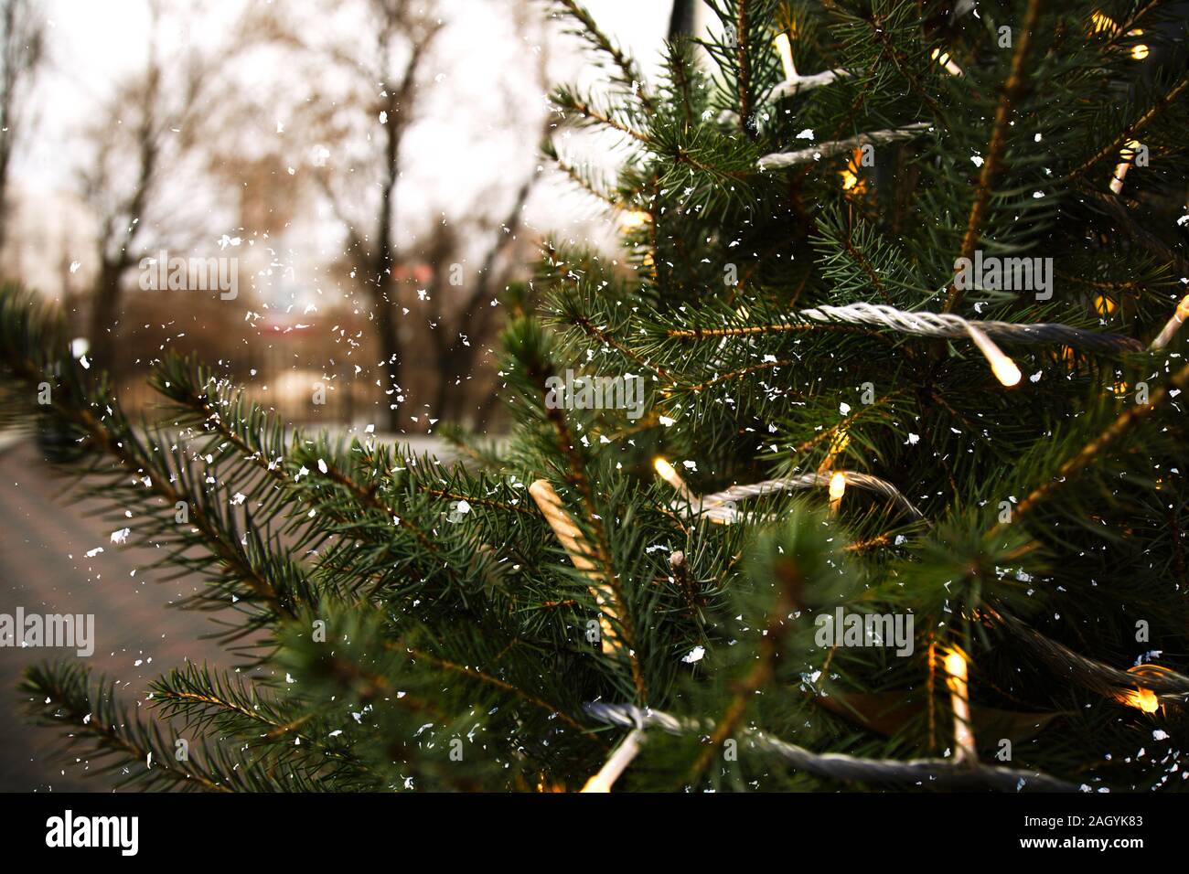 Closeup of Christmas tree with light, snow flake. Christmas and New ...