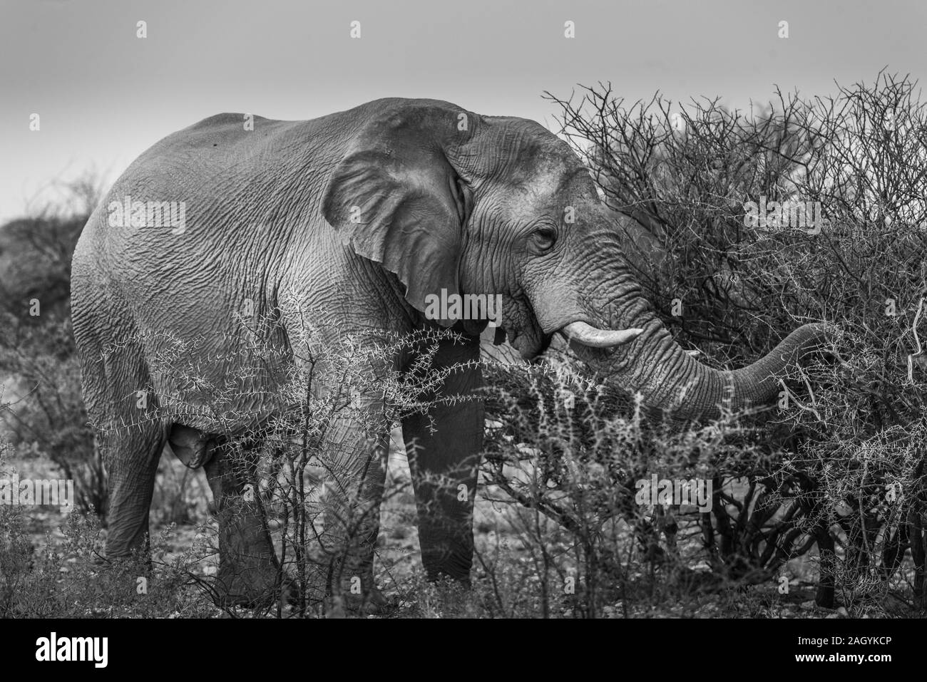 Large bull elephant browsing among thorns -Etosha, Namibia Stock Photo ...