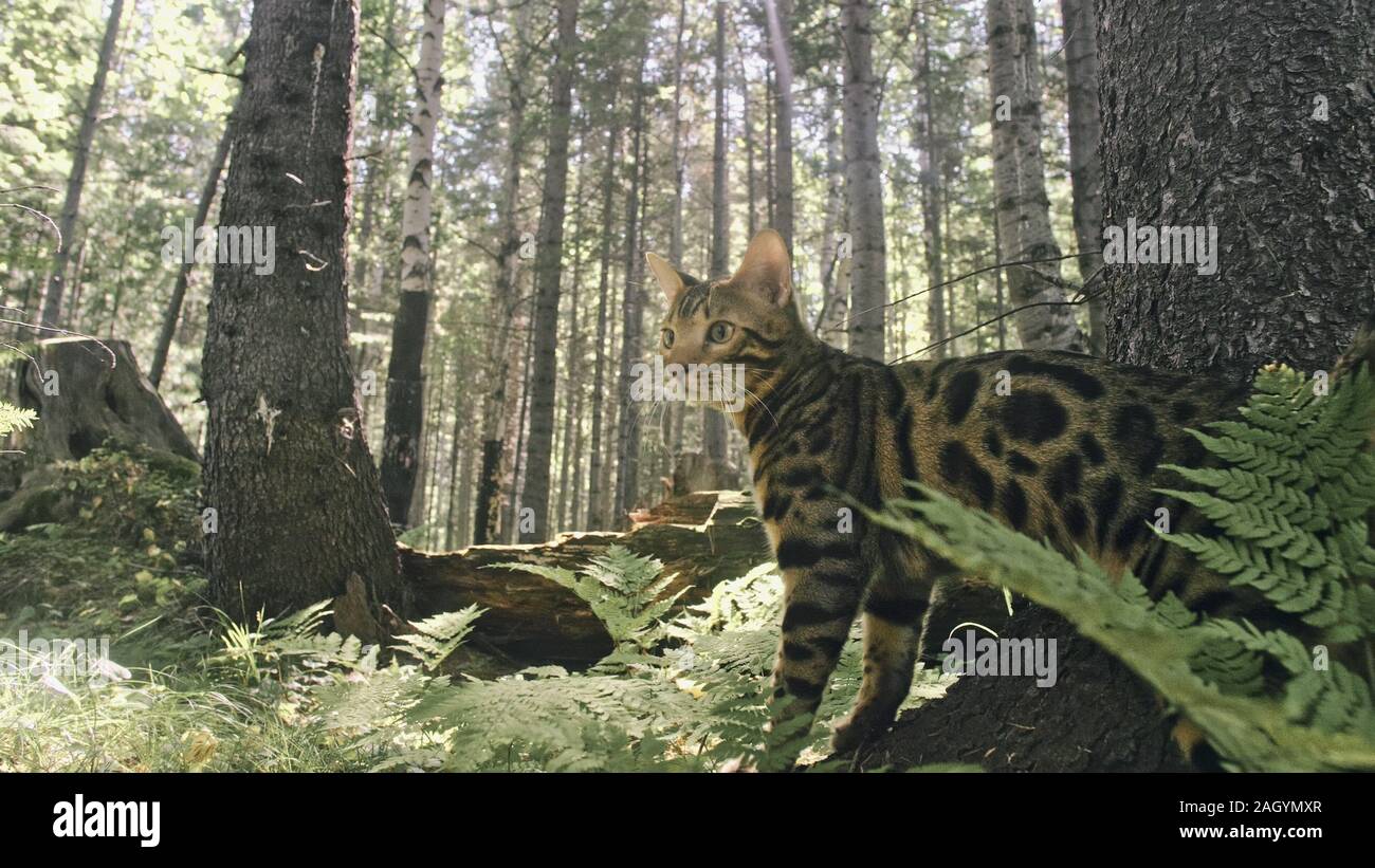 One cat in a city park. Bengal wildcat walk on the forest in collar ...