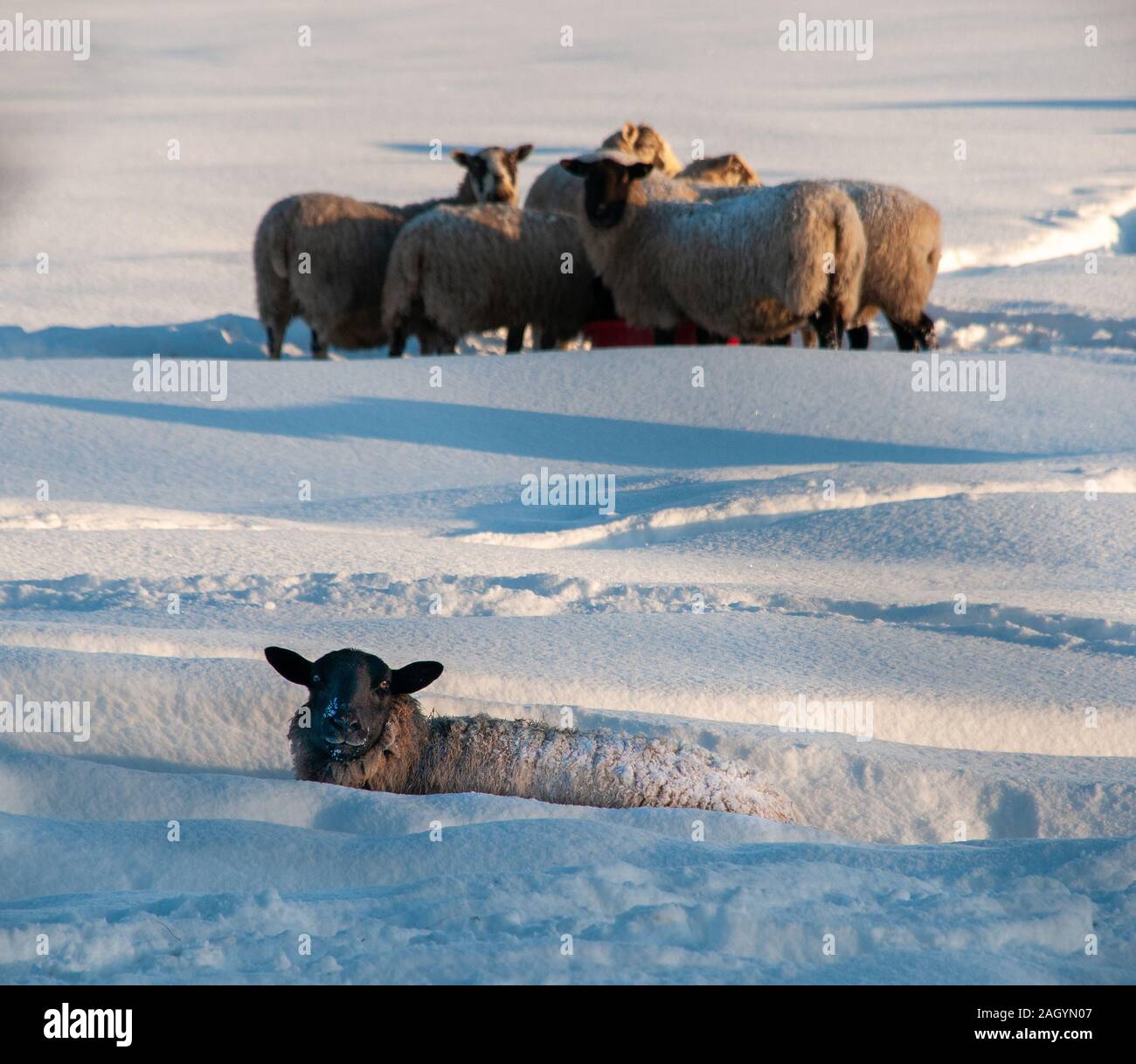 Black faced sheep in a snow covered field in the Scottish Borders Stock ...