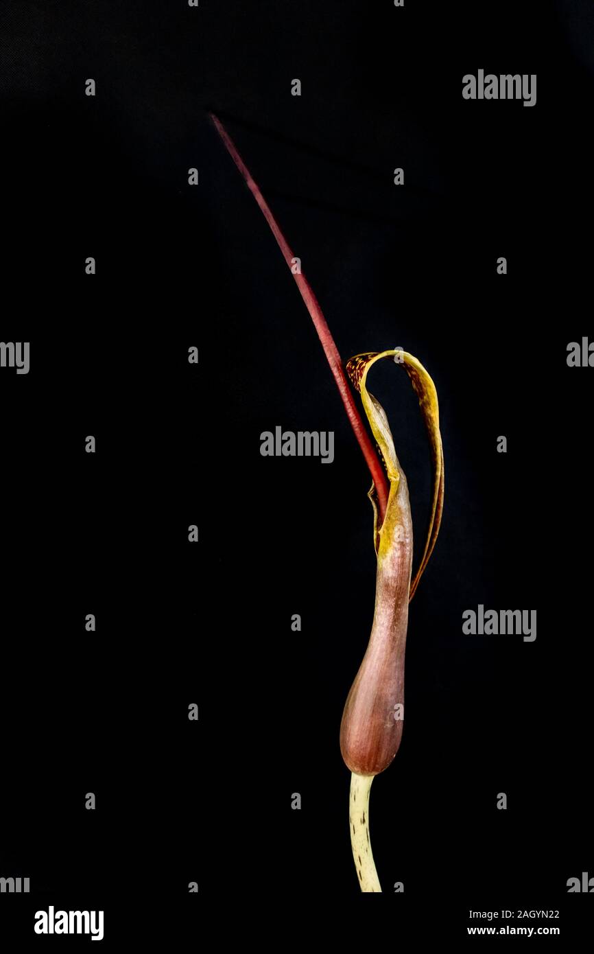 voodoo lily bloom Stock Photo - Alamy