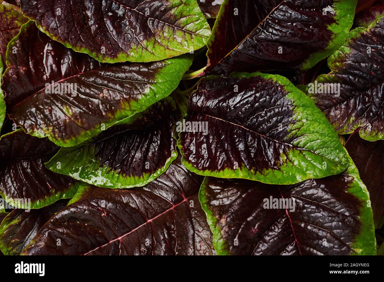Fresh amaranth leaves white preparation for cook Stock Photo - Alamy