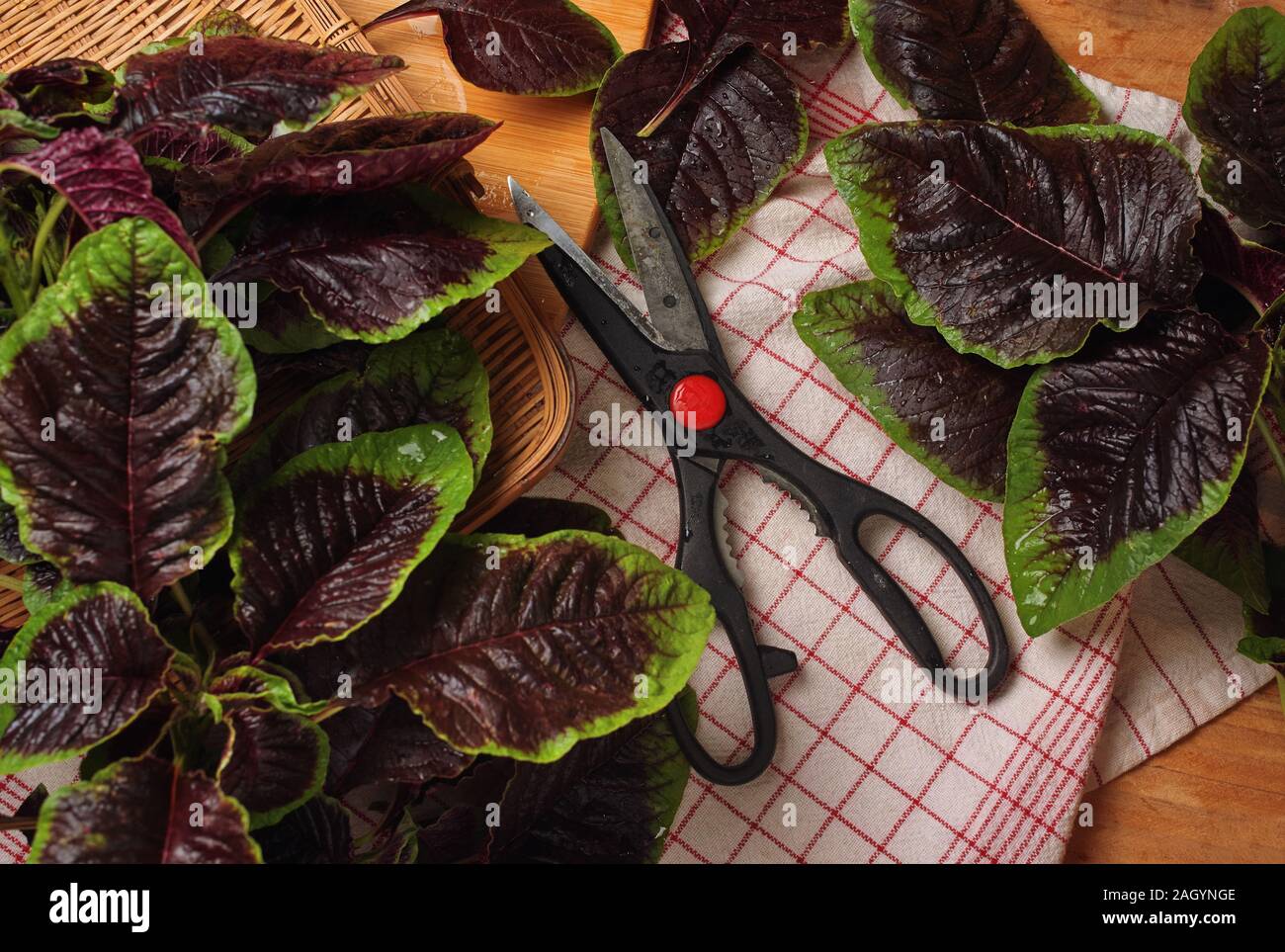 Amaranth leaves hi-res stock photography and images - Alamy