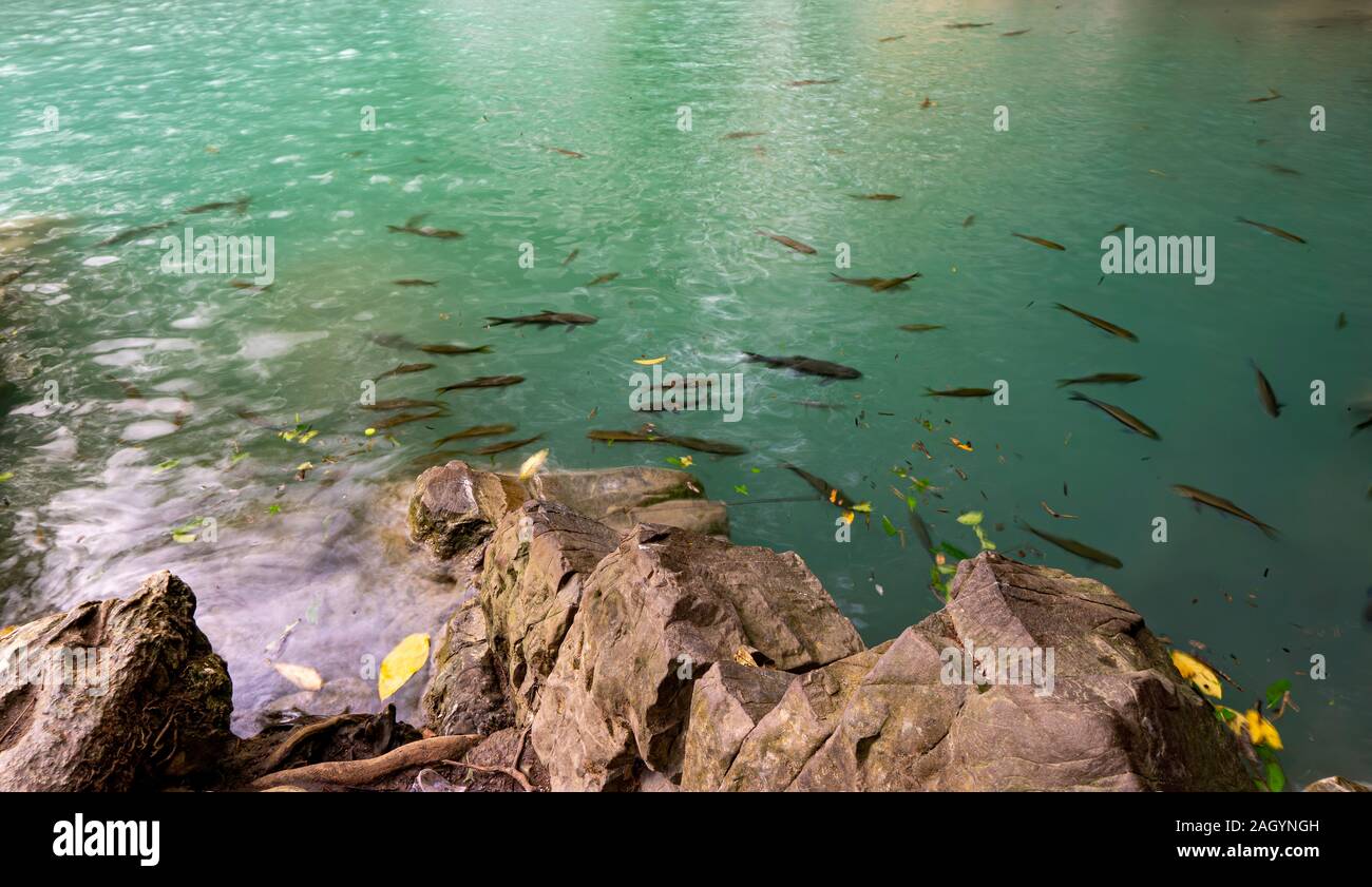 Emerald green water from the waterfall, fish live in the pond, Erawan ...