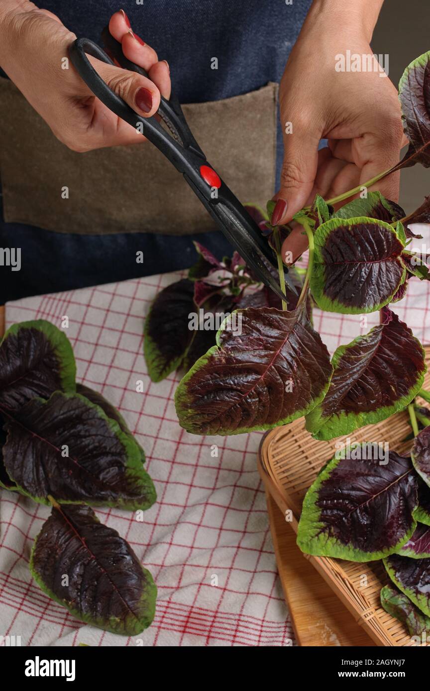 Cropped view hand of woman trimming the red amaranth Stock Photo - Alamy