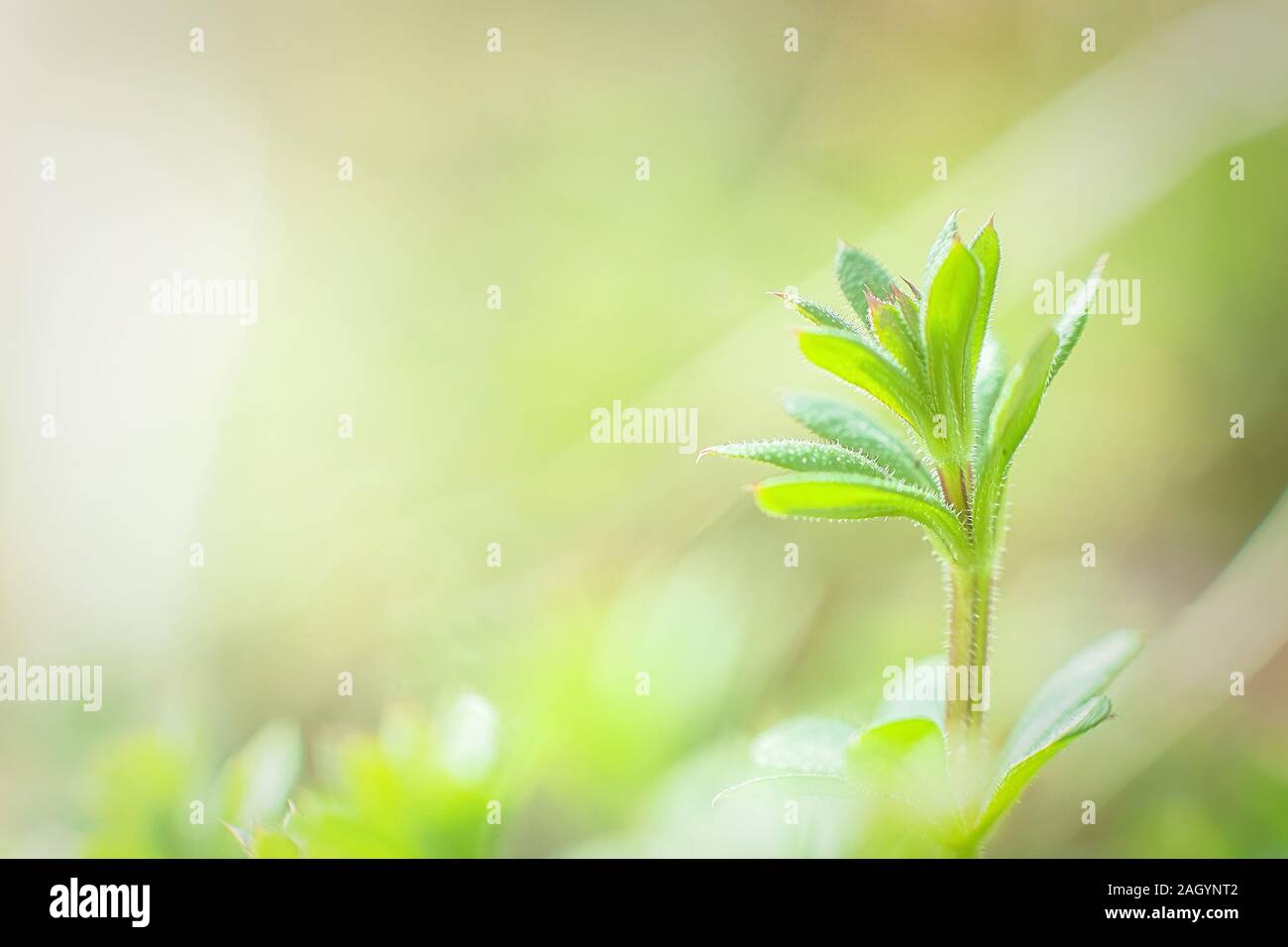 Robin run the hedge High Resolution Stock Photography and Images - Alamy