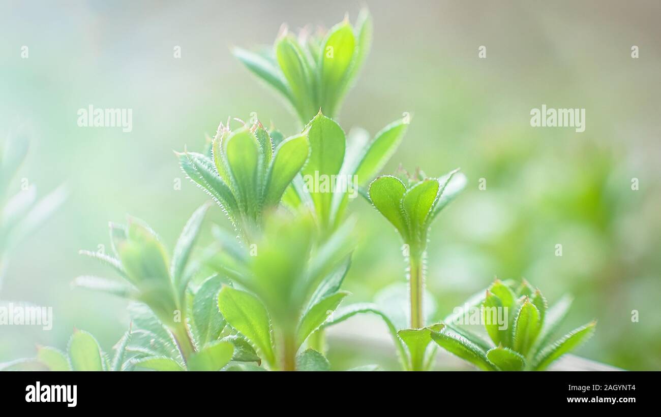 Galium aparine cleavers, clivers, goosegrass, catchweed, stickyweed ...