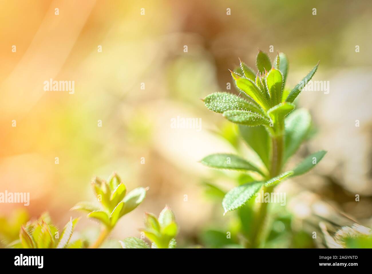Film grip hi-res stock photography and images - Alamy