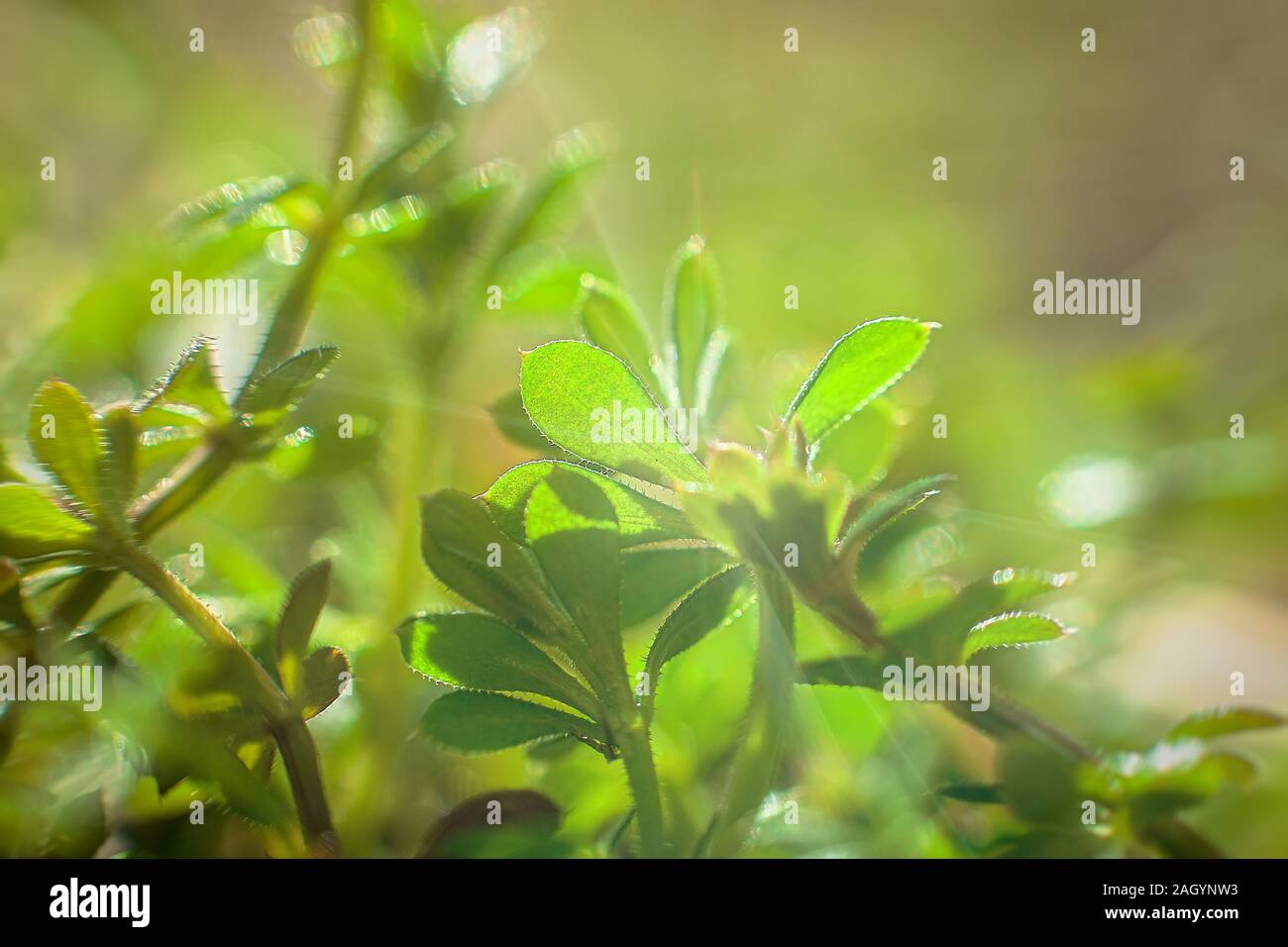 Galium aparine cleavers, clivers, goosegrass, catchweed, stickyweed ...