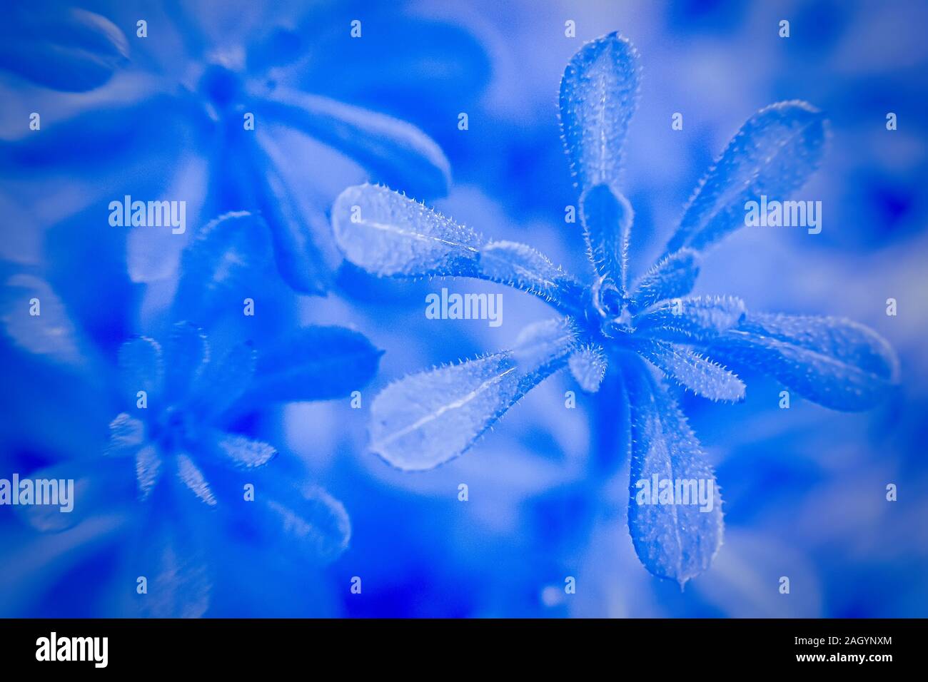 Galium aparine cleavers, clivers, goosegrass, catchweed, stickyweed ...