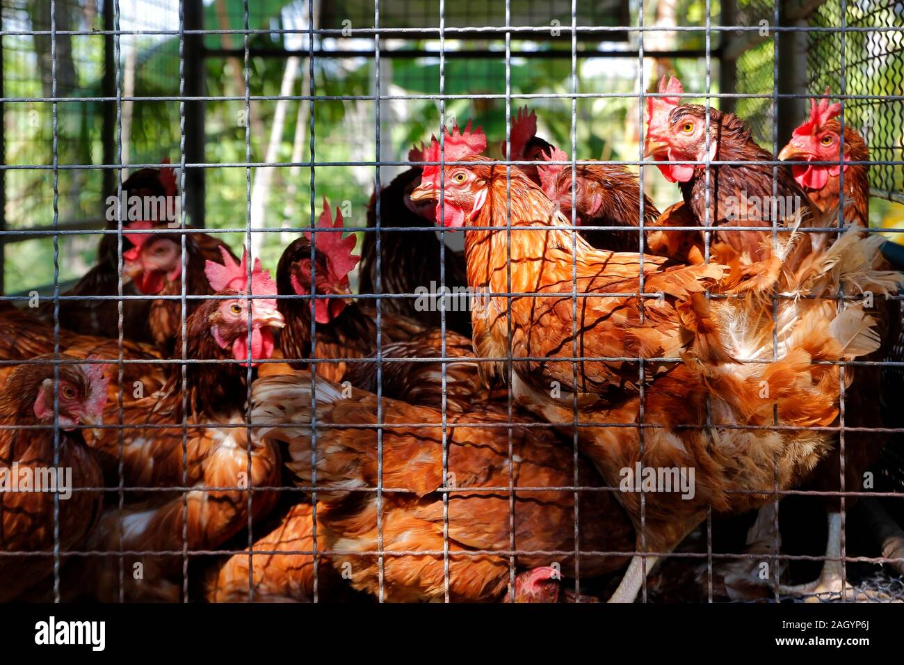 pile of hens in cages in a chicken farm Stock Photo - Alamy