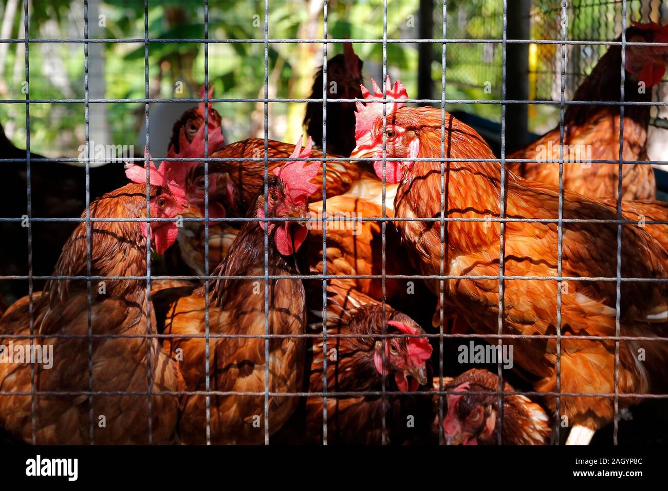 pile of hens in cages in a chicken farm Stock Photo - Alamy