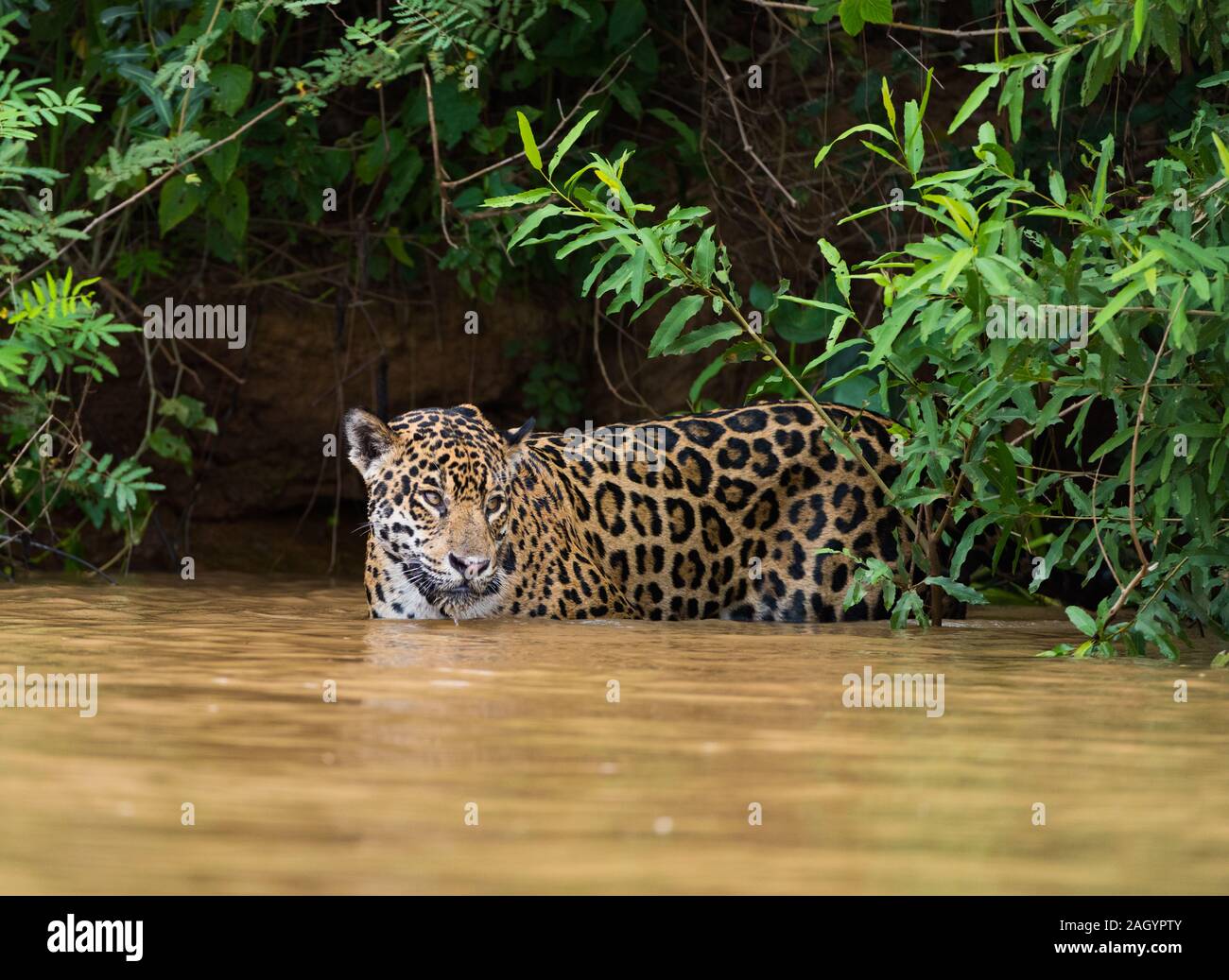 Black jaguar standing hi-res stock photography and images - Alamy