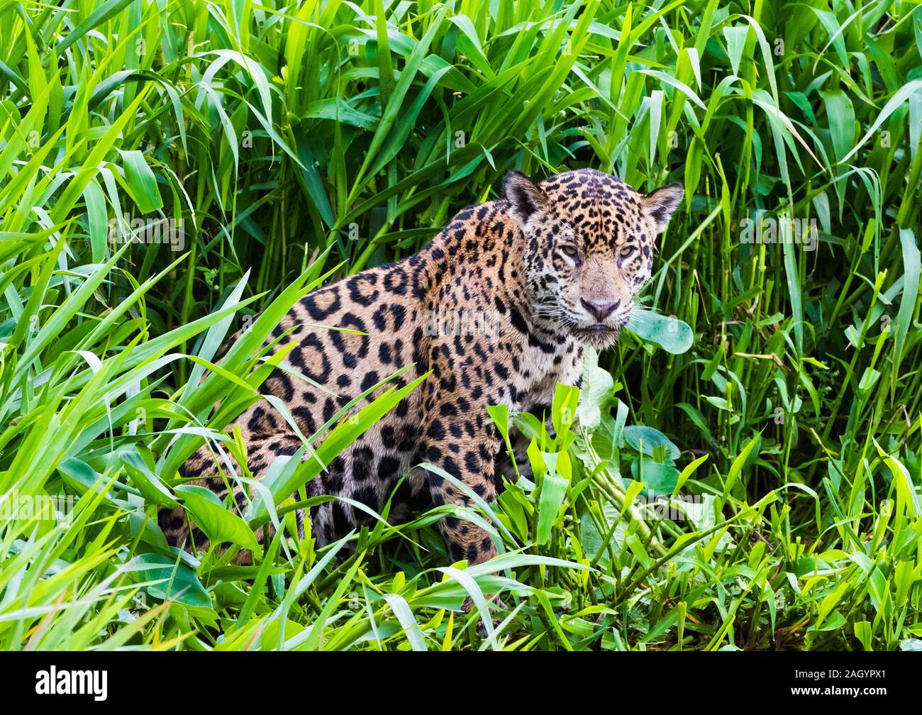 Large haunches hi-res stock photography and images - Alamy