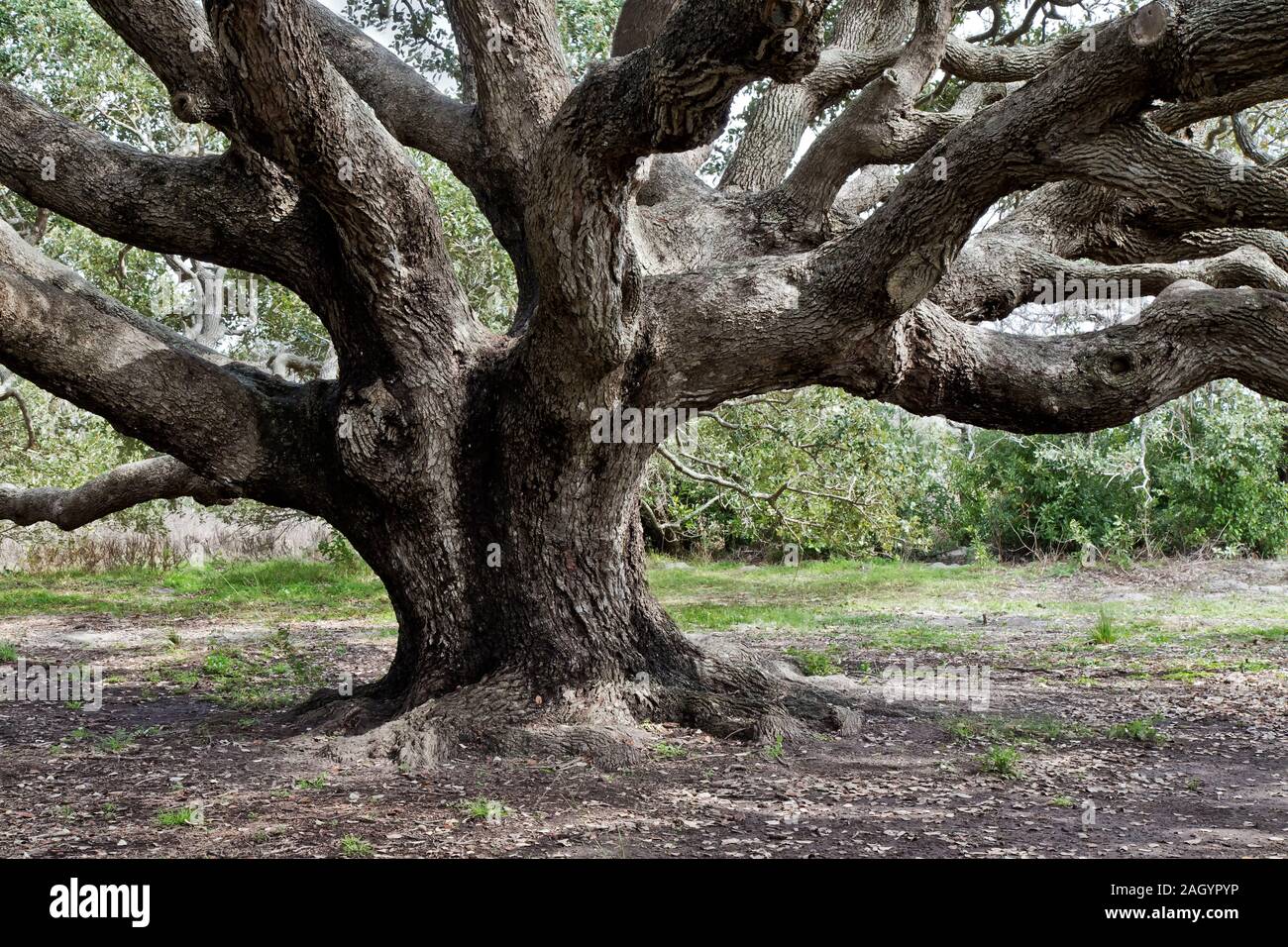 Oak Tree Root High Resolution Stock Photography and Images - Alamy