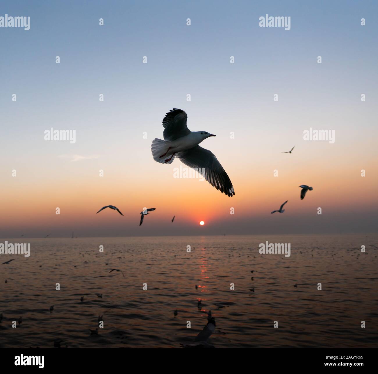 Seagulls flying silhouette hi-res stock photography and images - Alamy