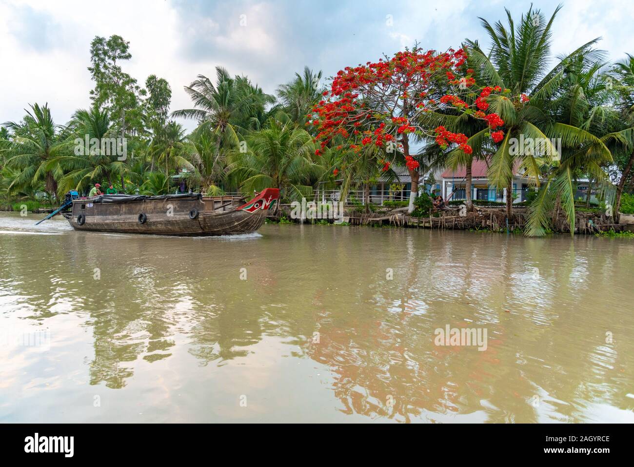 Viet Nam. May 12, 2019. Flamboyant tree on bank river in Hau Giang ...