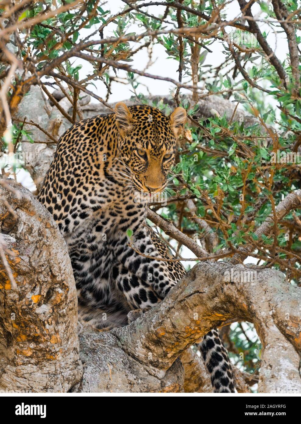 Leopard sitting in a tree in Kenya Stock Photo - Alamy