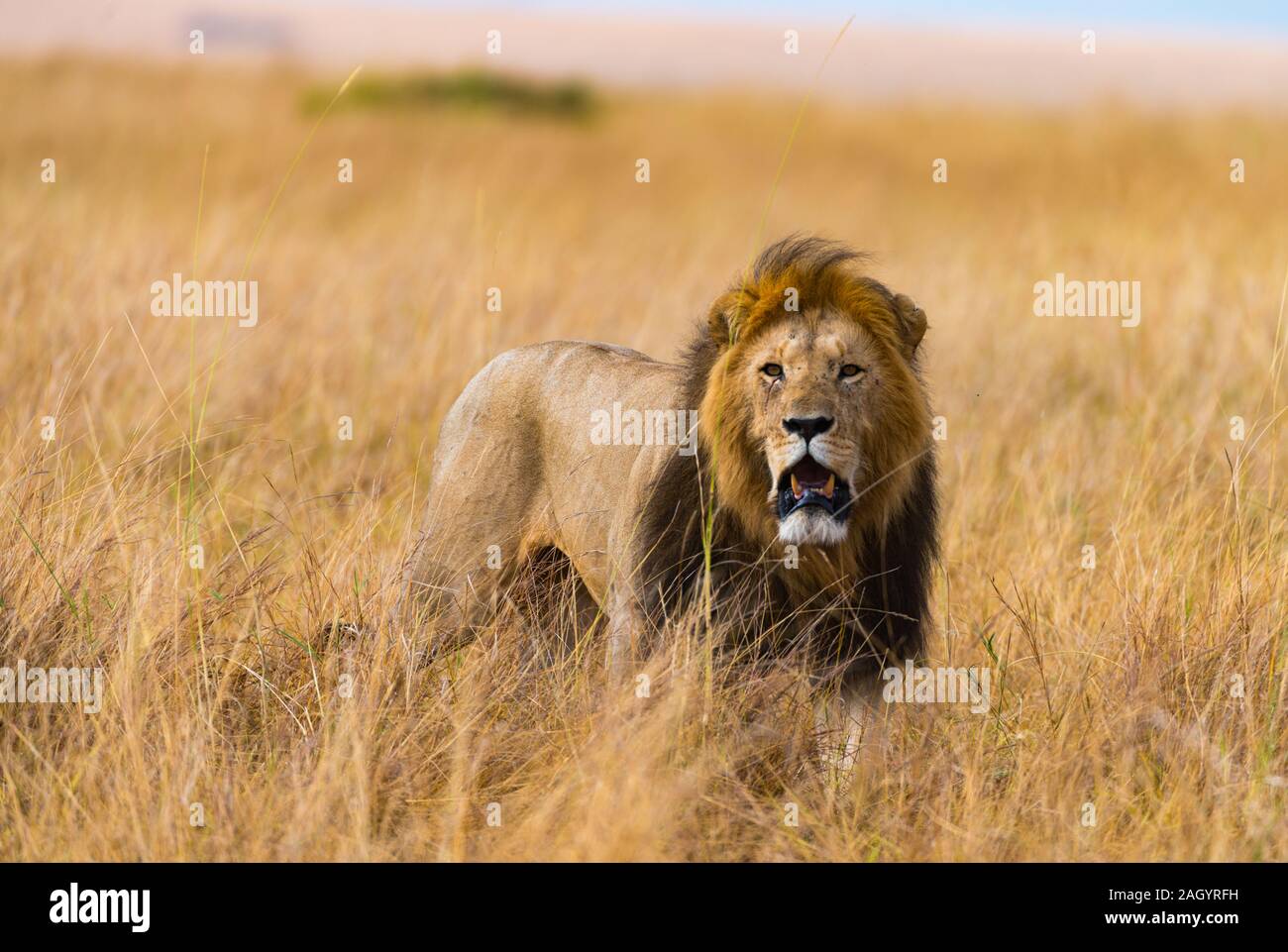 Male Lion - Maasai Mara Kenya Stock Photo - Alamy