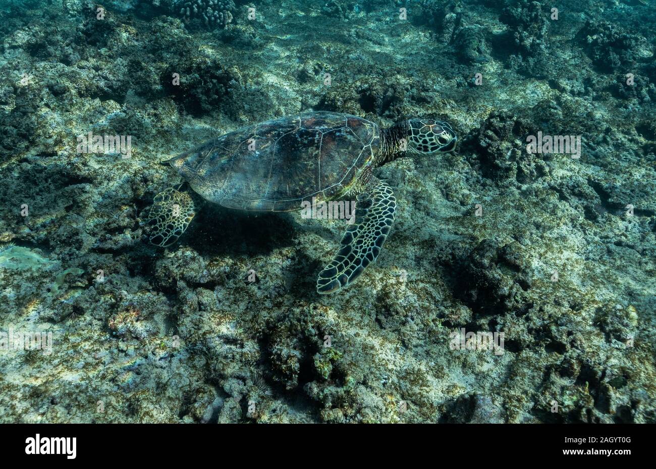 Camouflaging hi-res stock photography and images - Alamy