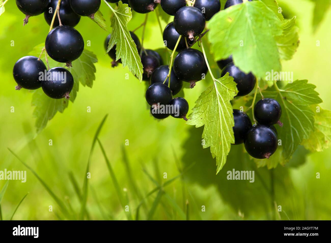 Black currant background hi-res stock photography and images - Alamy