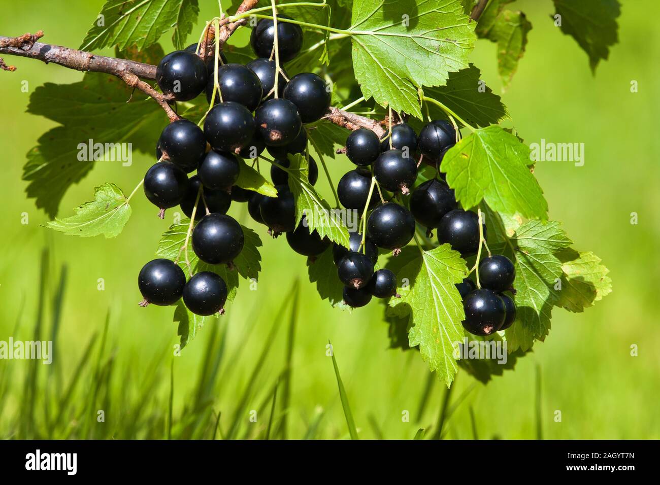 black currant branch on the blurred background Stock Photo - Alamy