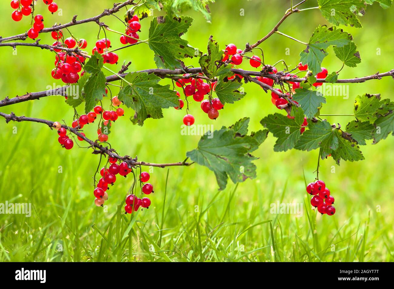 red currant branch on the blurred background Stock Photo - Alamy