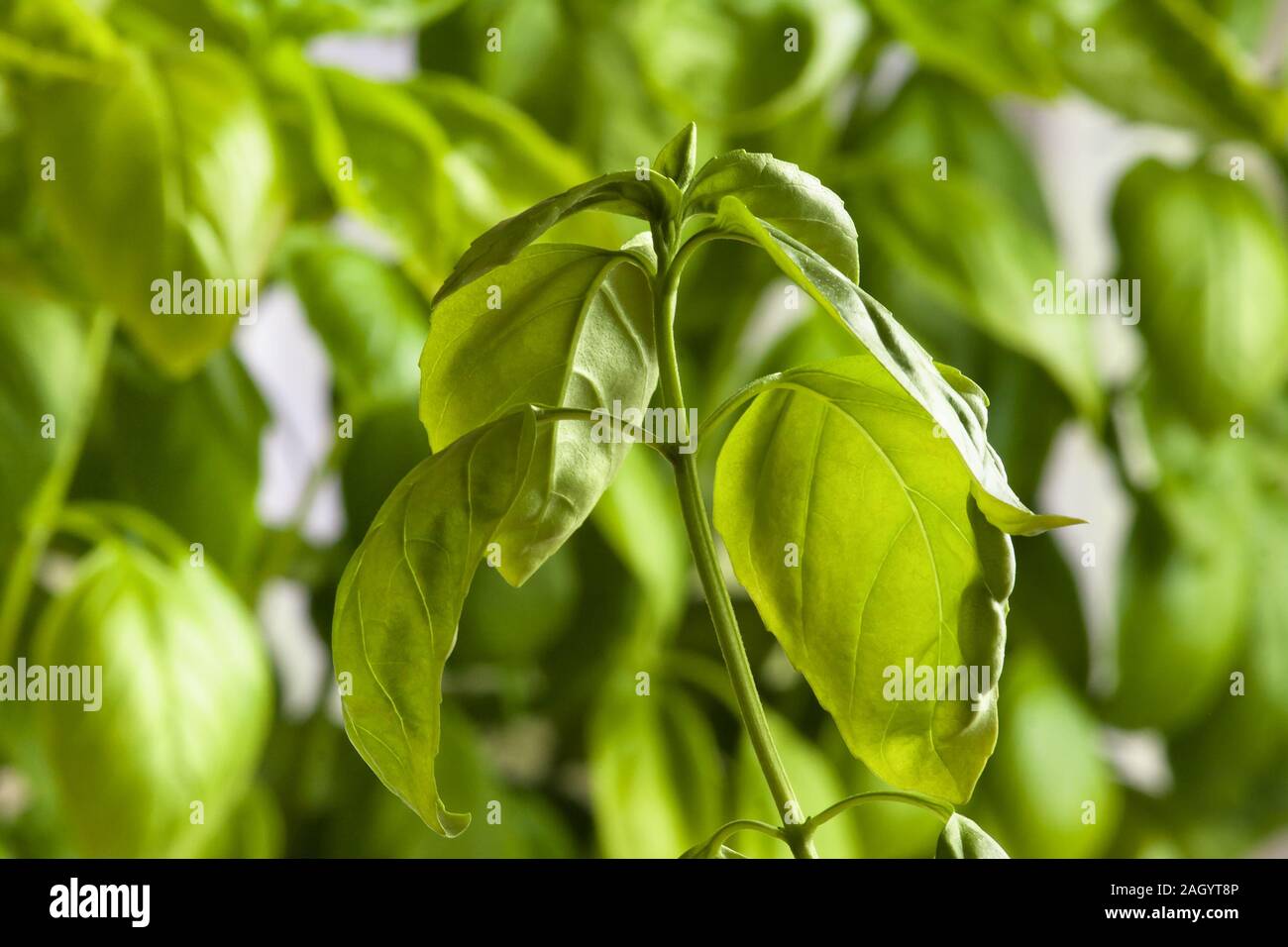 fresh green basil in the vegetable garden Stock Photo - Alamy
