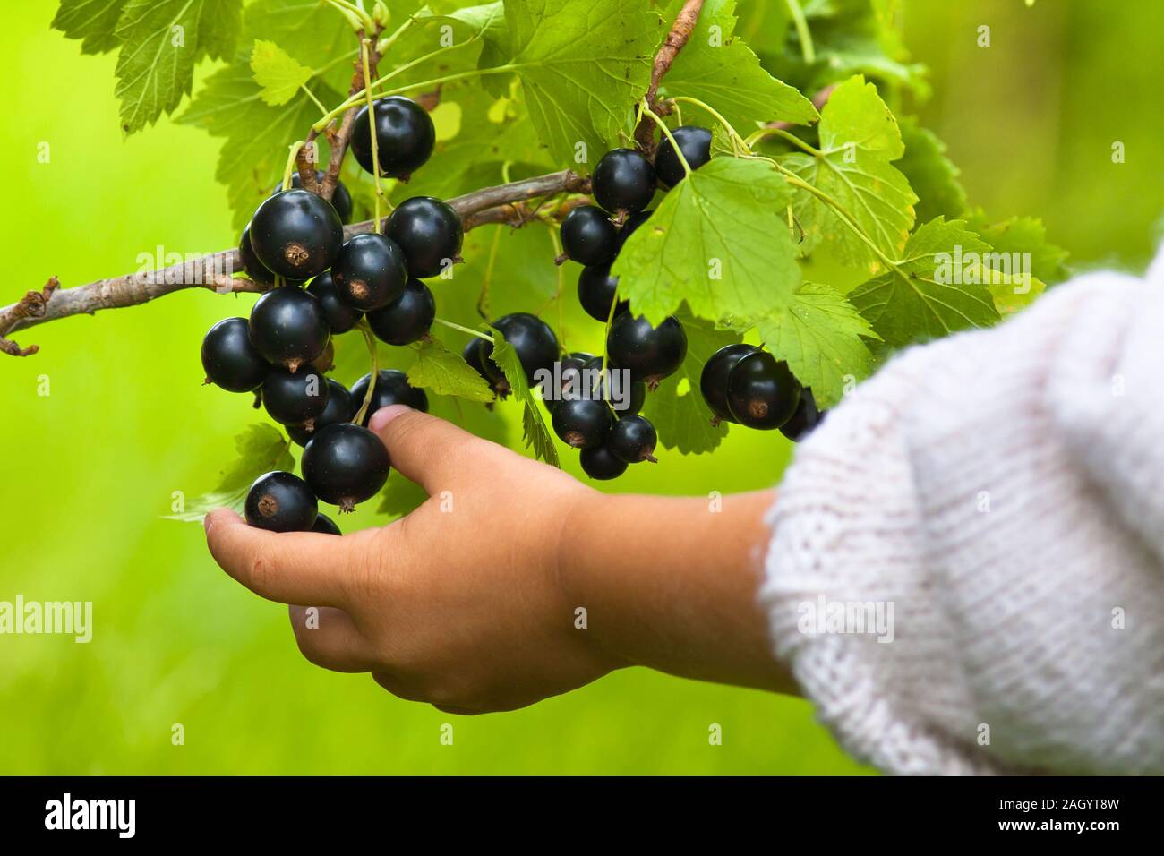child hands picking berries of black currant on the blurred background ...