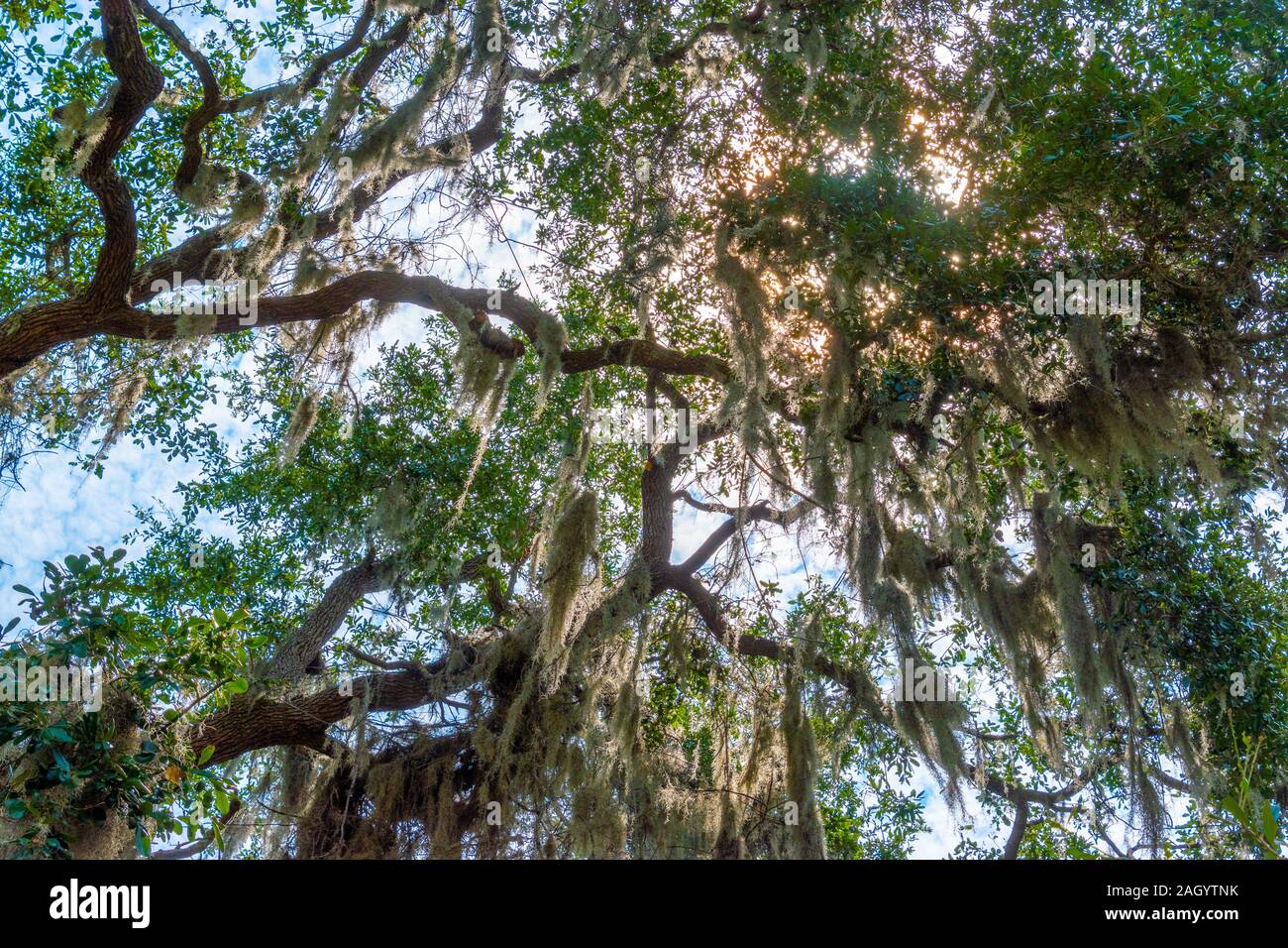 Standing under an oak tree with Spanish Moss Stock Photo - Alamy
