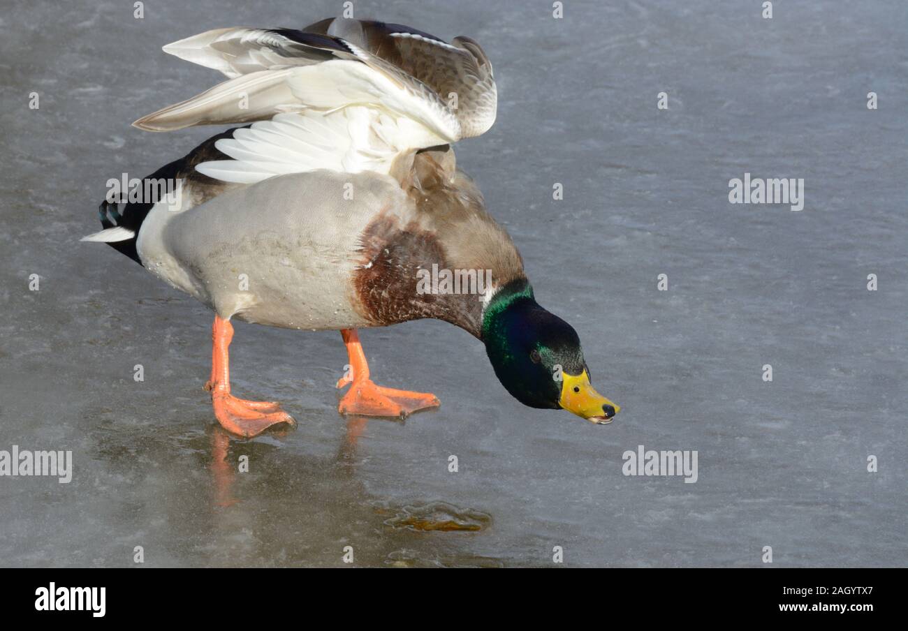 Stretching out hi-res stock photography and images - Alamy