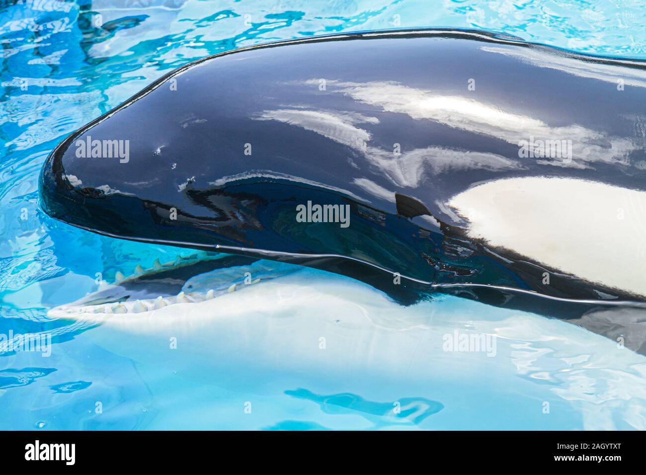 Orca or killer whale hi-res stock photography and images - Alamy